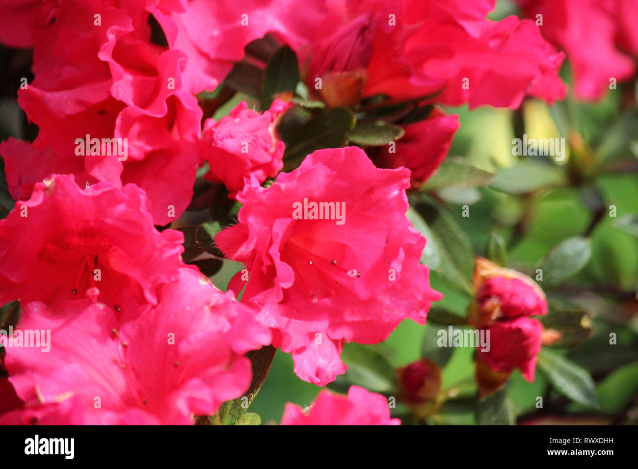 Rhododendron 'Red Wing' azalea spring flower in full bloom Stock Photo ...