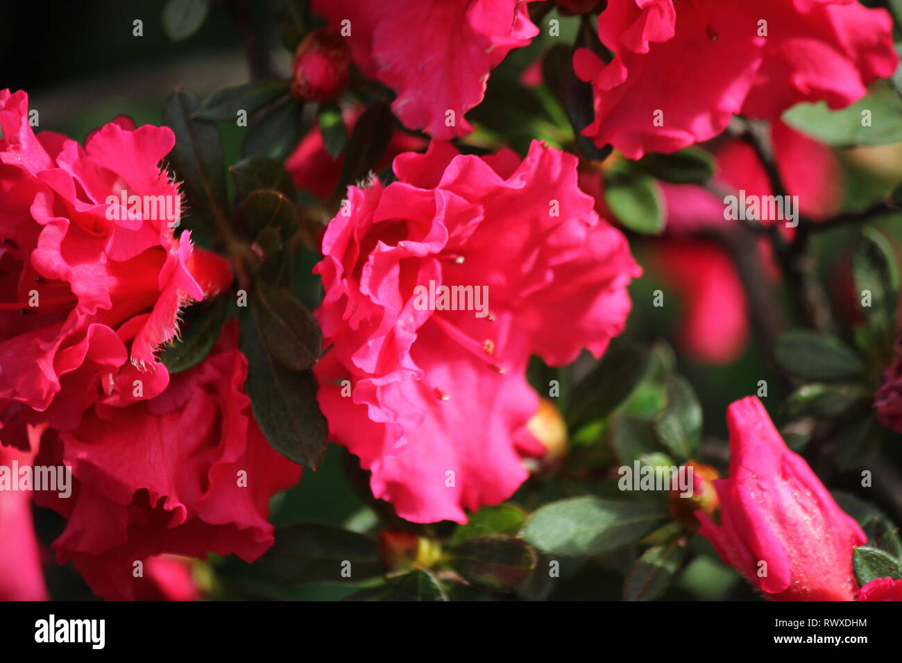 Rhododendron 'Red Wing' azalea spring flower in full bloom Stock Photo ...