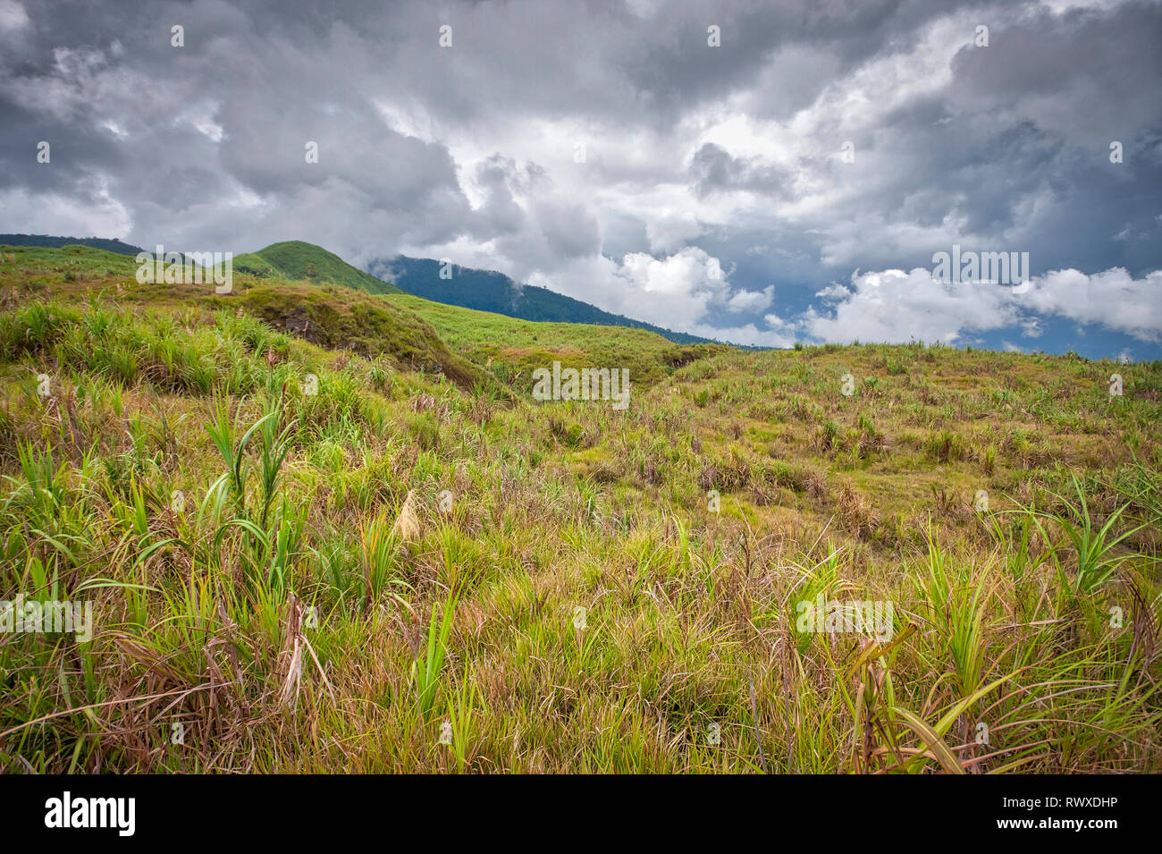 Asia indonesia sulawesi trekking hi-res stock photography and images ...