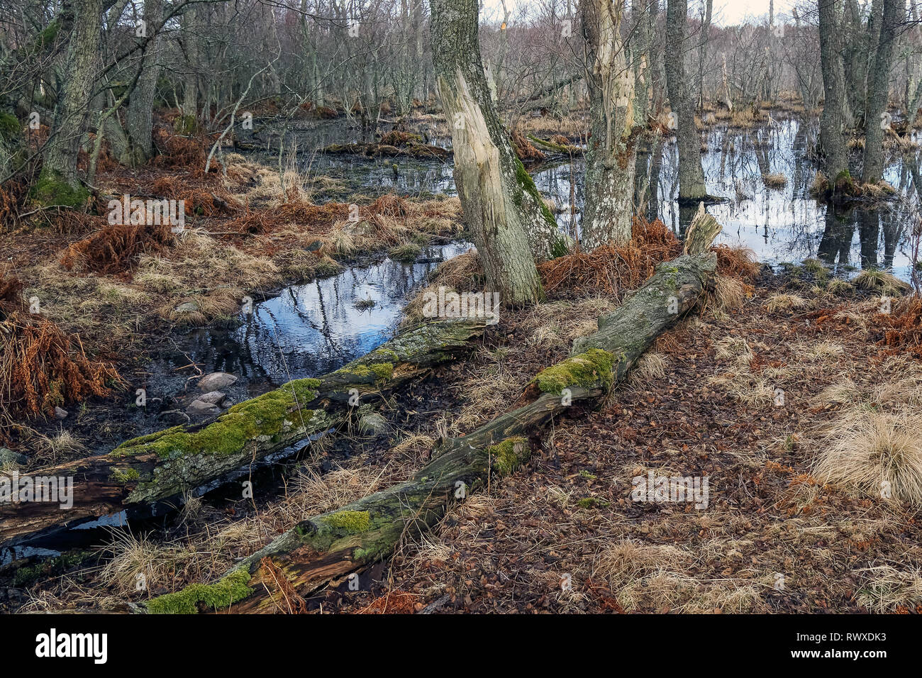 Cajeput tree hi-res stock photography and images - Alamy