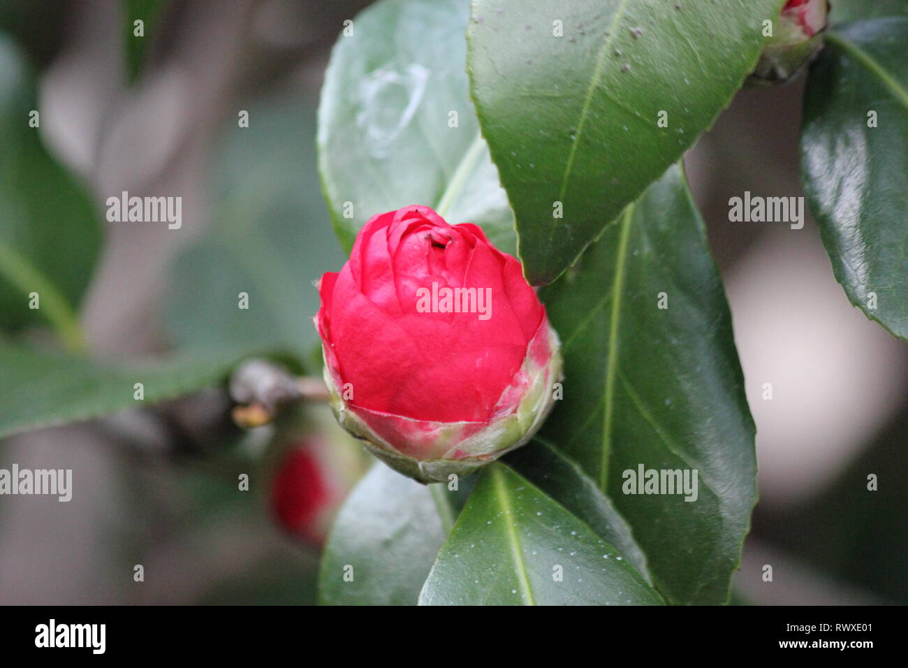 Common red camellia bud, Japanese camellia, Camellia japonica, or ...