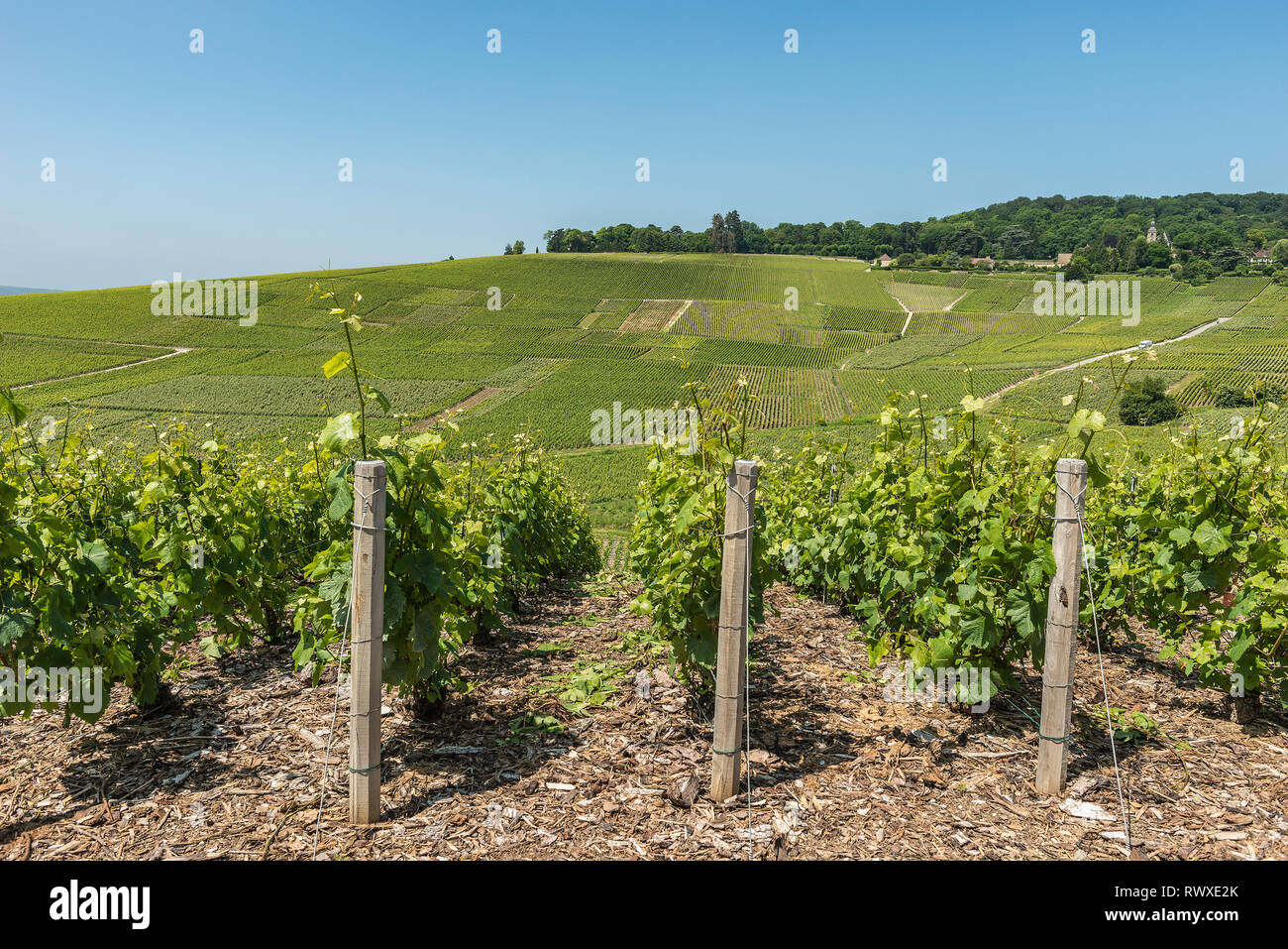 Hautvillers Village Vineyards, La Champagne, France Stock Photo - Alamy