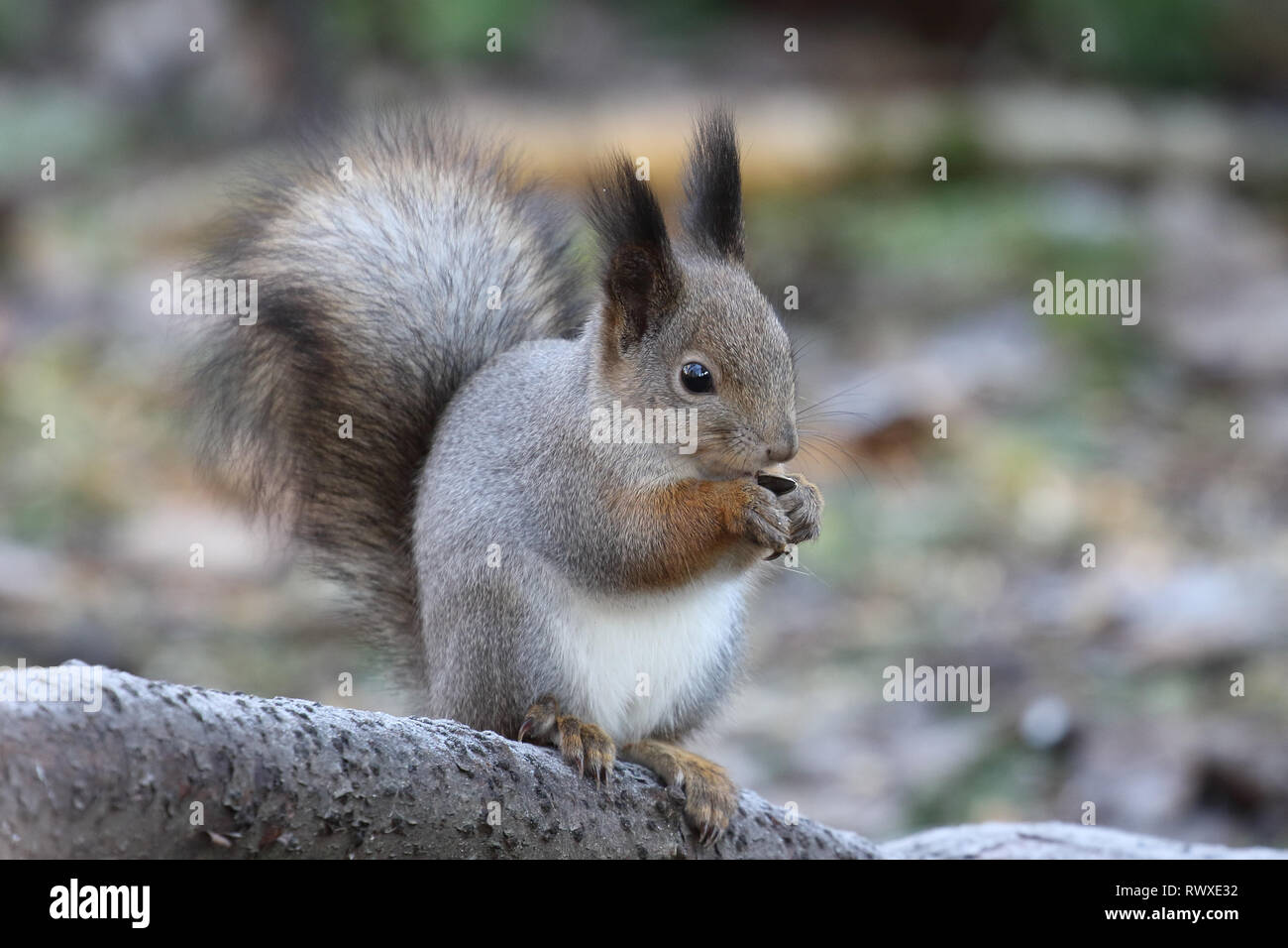 European red squirrel Stock Photo - Alamy