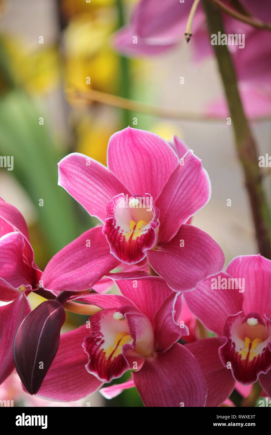 Pink Cymbidium orchid, boat flower Stock Photo - Alamy