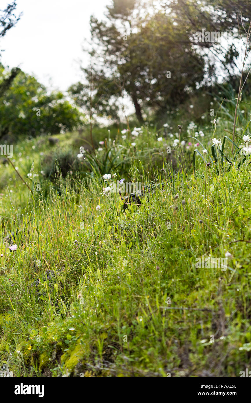 Morning dew forest wild herbs plants and grass Stock Photo - Alamy