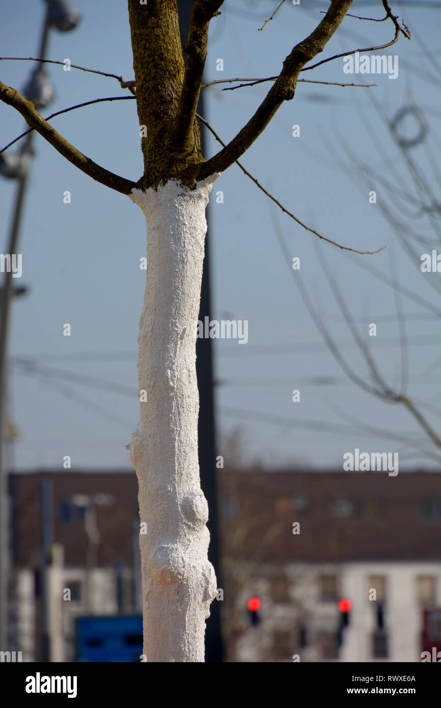white tree guard paints on a young tree in the city area with red ...