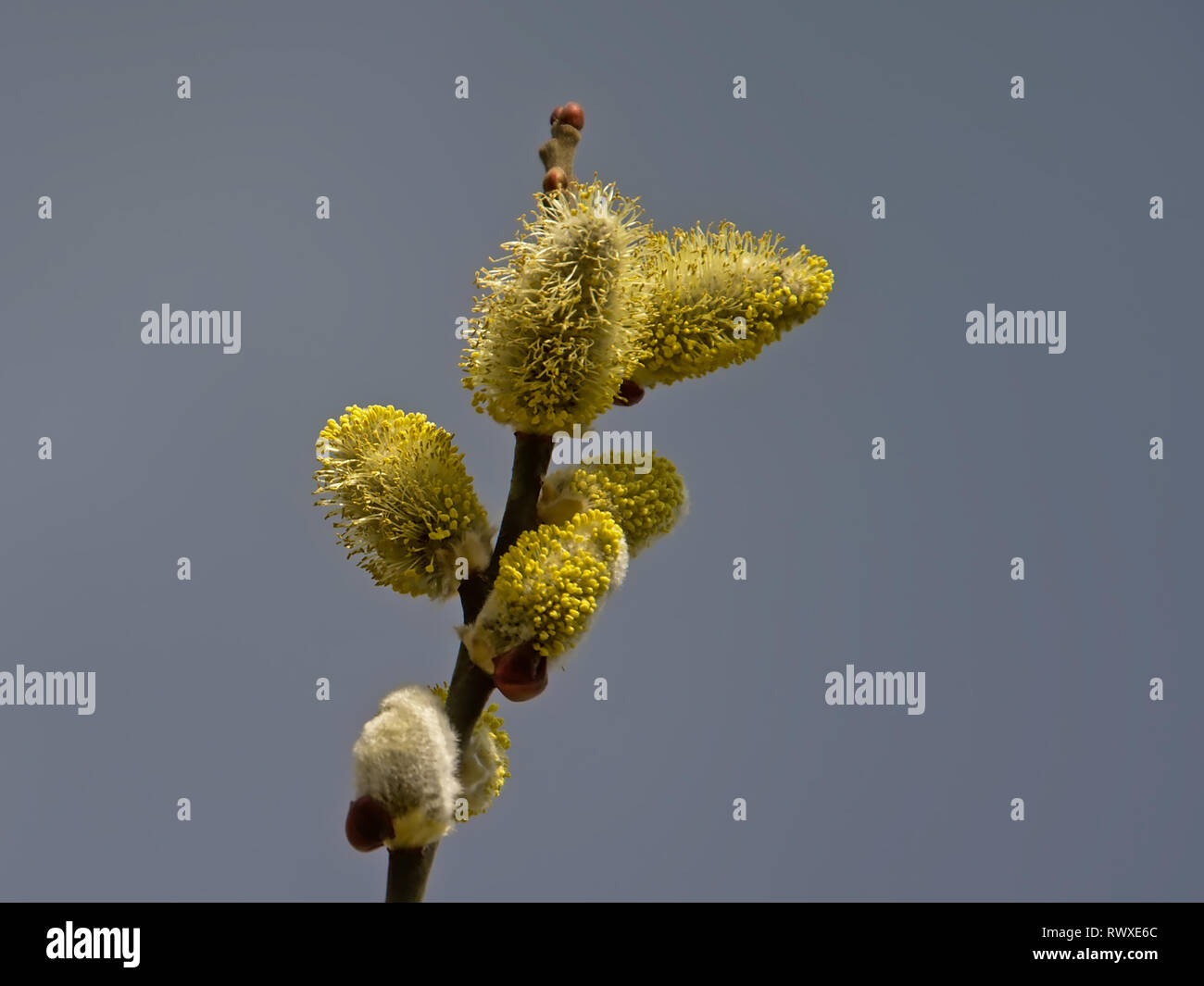 yellow male willow catkins on a dark blue-grey background Stock Photo ...