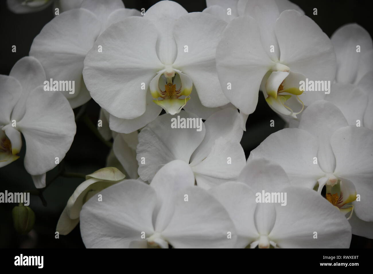 Beautiful, stunning moth orchid, 蝴蝶兰属, hu die lan shu, Polychilos ...