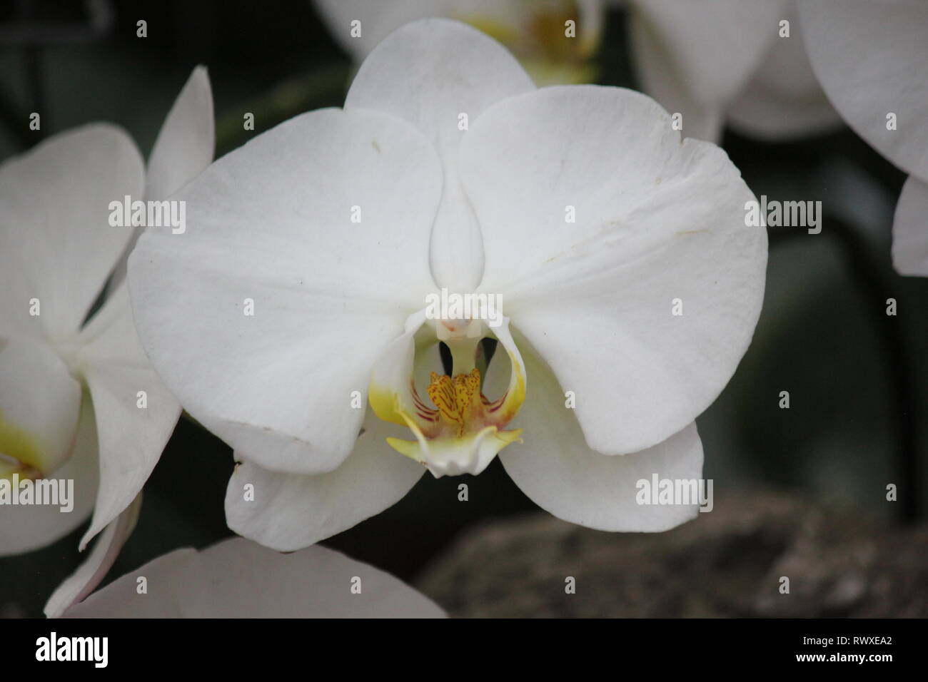 Beautiful, stunning moth orchid, 蝴蝶兰属, hu die lan shu, Polychilos ...