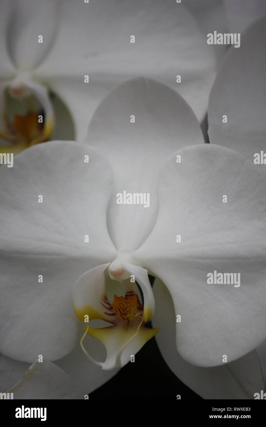 Beautiful, stunning moth orchid, 蝴蝶兰属, hu die lan shu, Polychilos ...