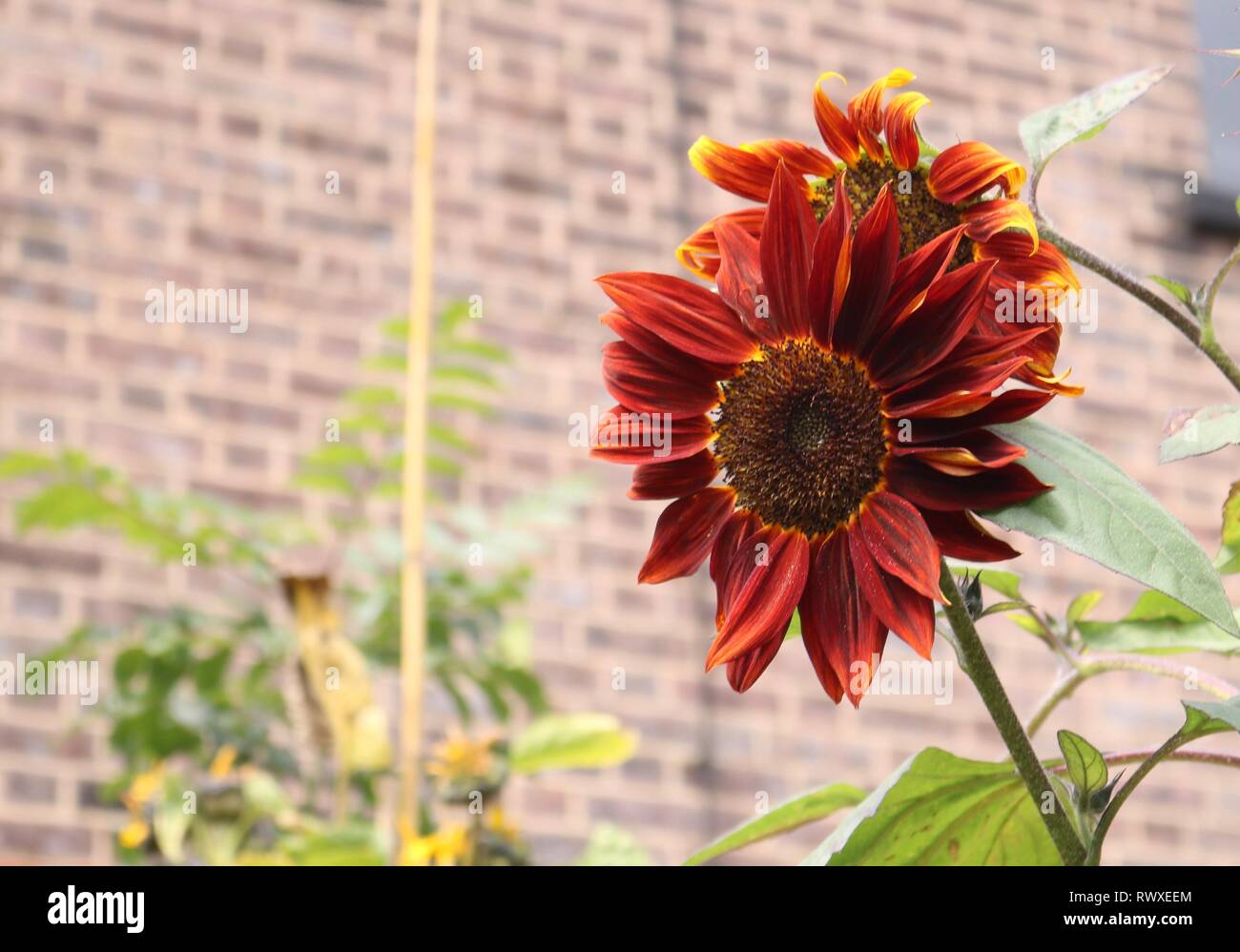 Sunflower Helianthus Annuus Claret against soft pale background Stock ...