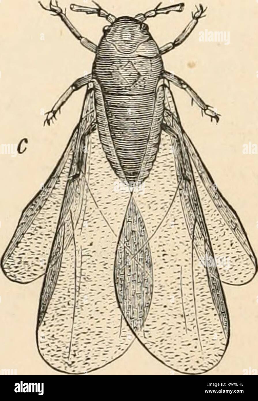 Ventral wing surface hi-res stock photography and images - Alamy