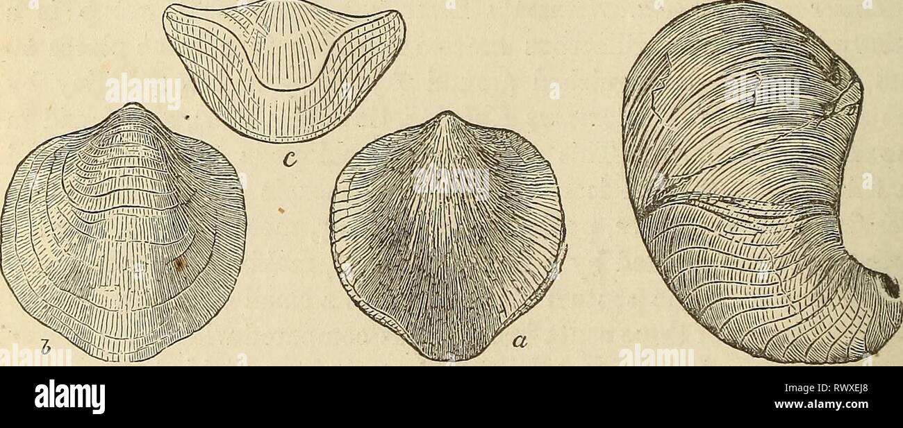 Rhynchonella hi-res stock photography and images - Alamy