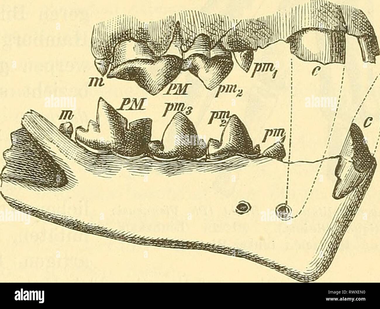 Felis arten hi-res stock photography and images - Alamy