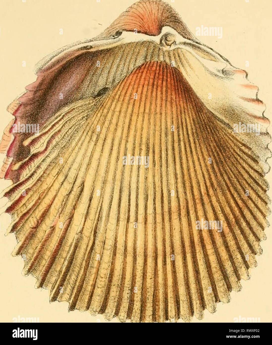Elements of conchology an Stock Photo - Alamy