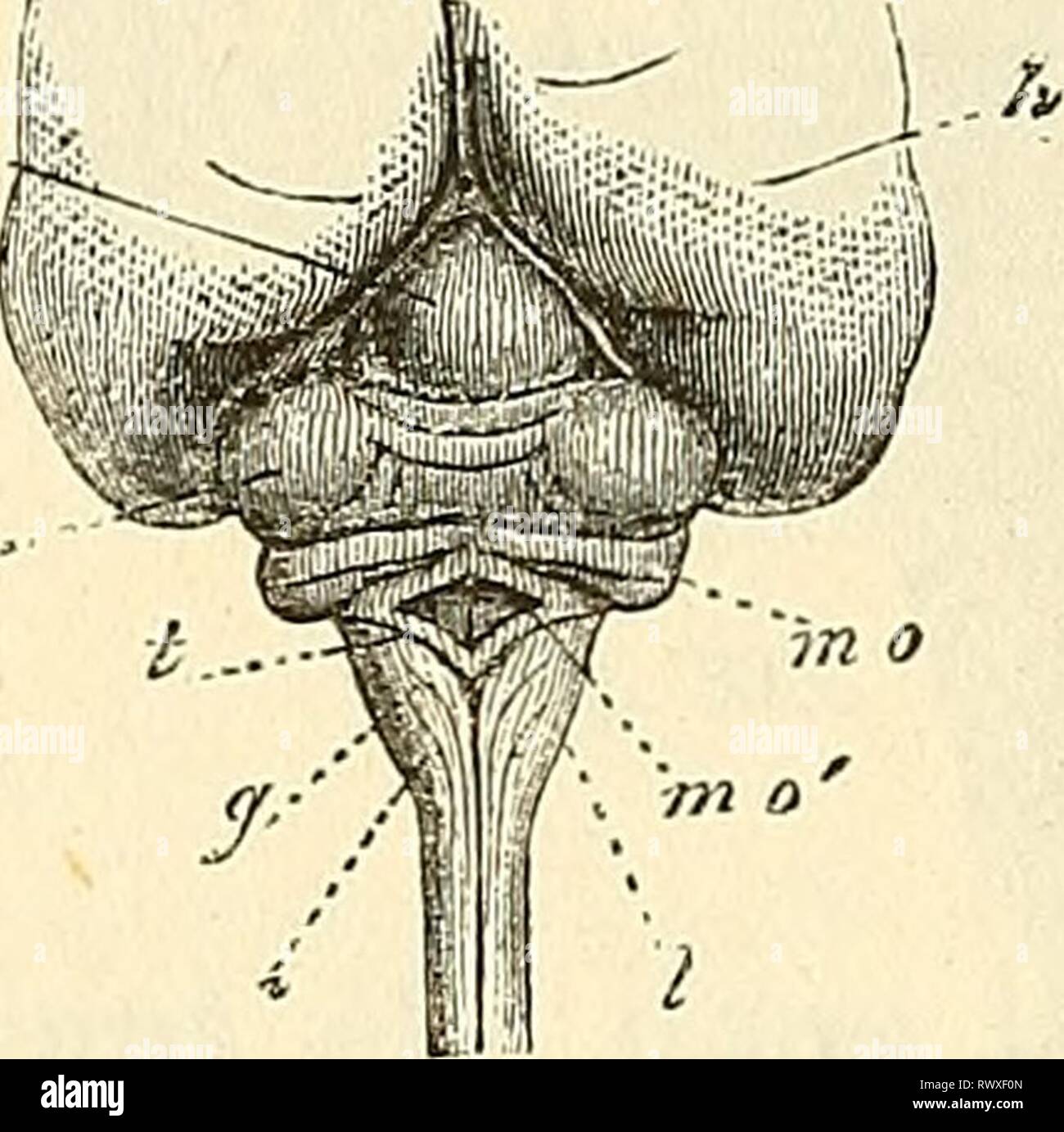 Embryologie, ou, Traité complet du Stock Photo - Alamy