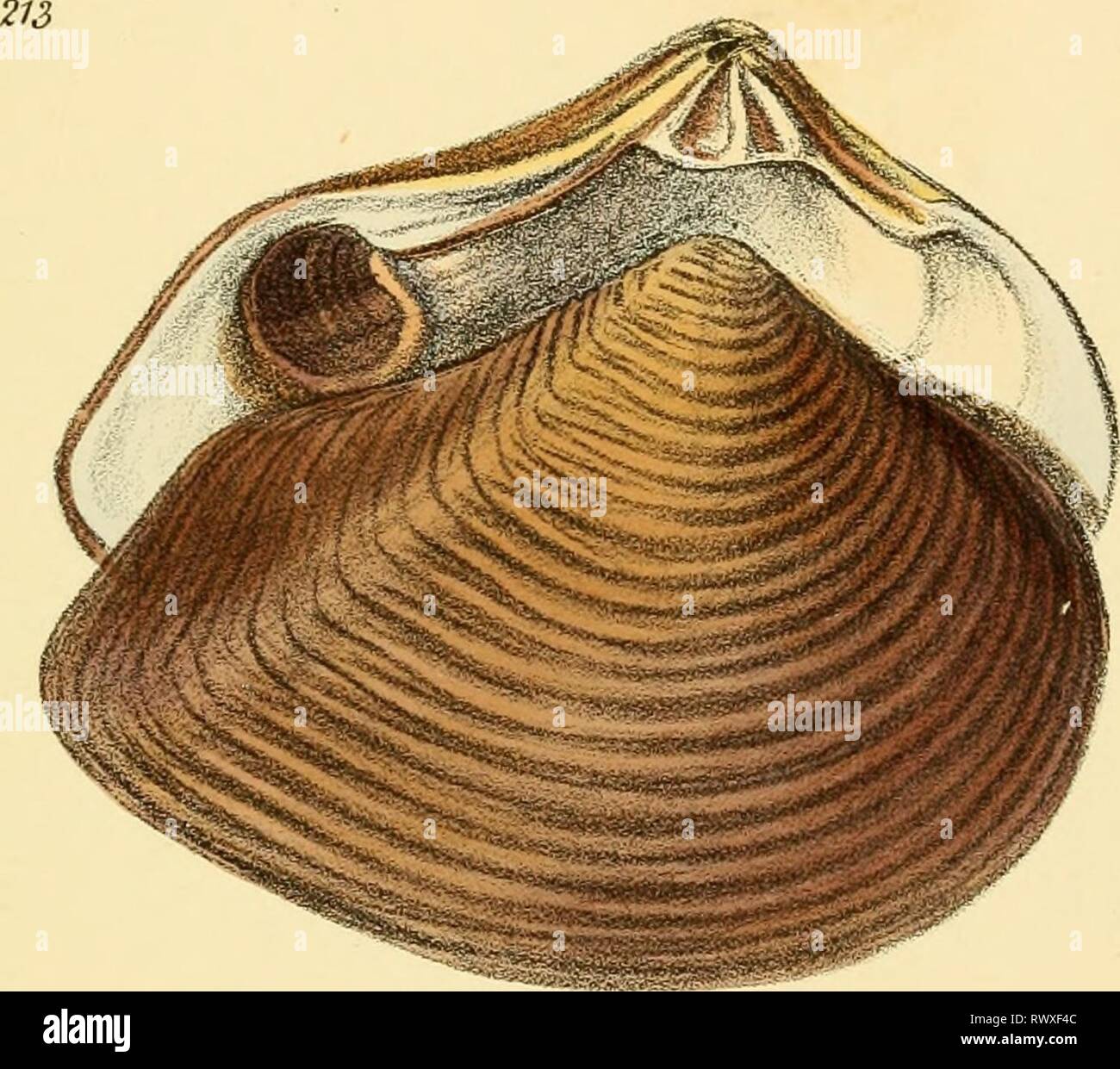 Elements of conchology an Stock Photo - Alamy