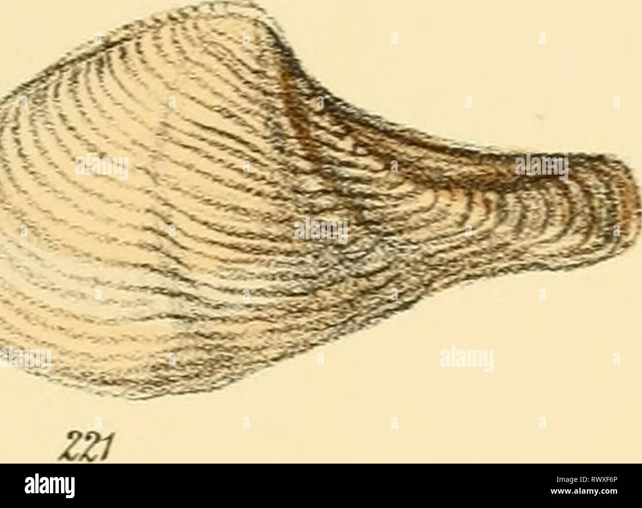 Conchology drawing hi-res stock photography and images - Alamy