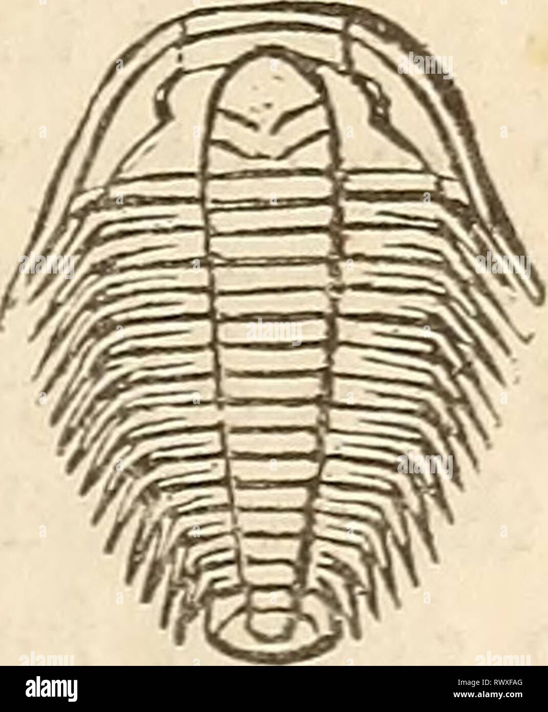 Elements of geology, or, The Elements of geology, or, The ancient ...