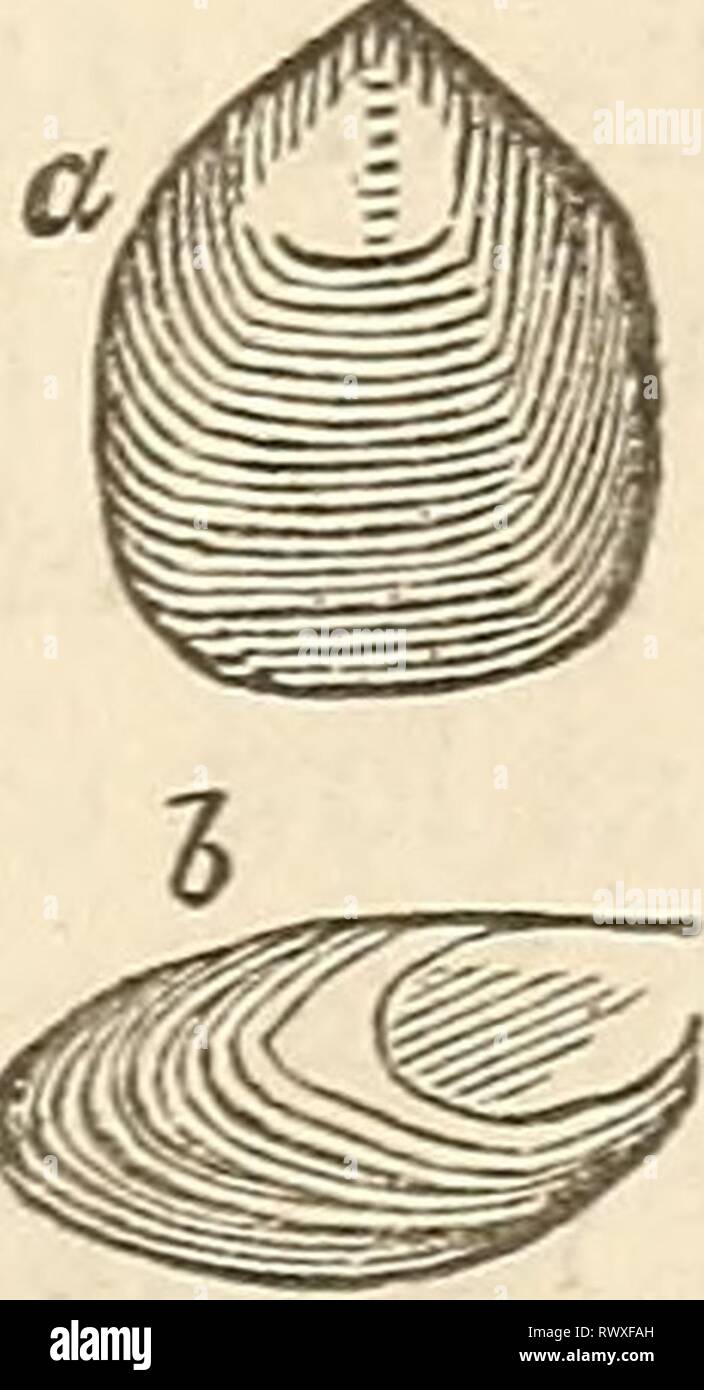 Elements of geology, or, The Elements of geology, or, The ancient ...