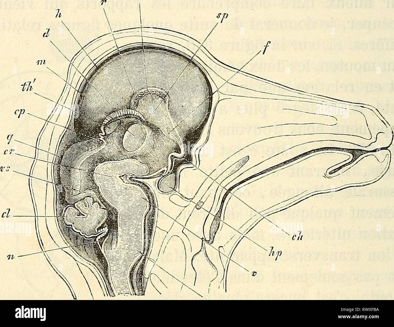 Embryologie, ou, Traité complet du Stock Photo - Alamy