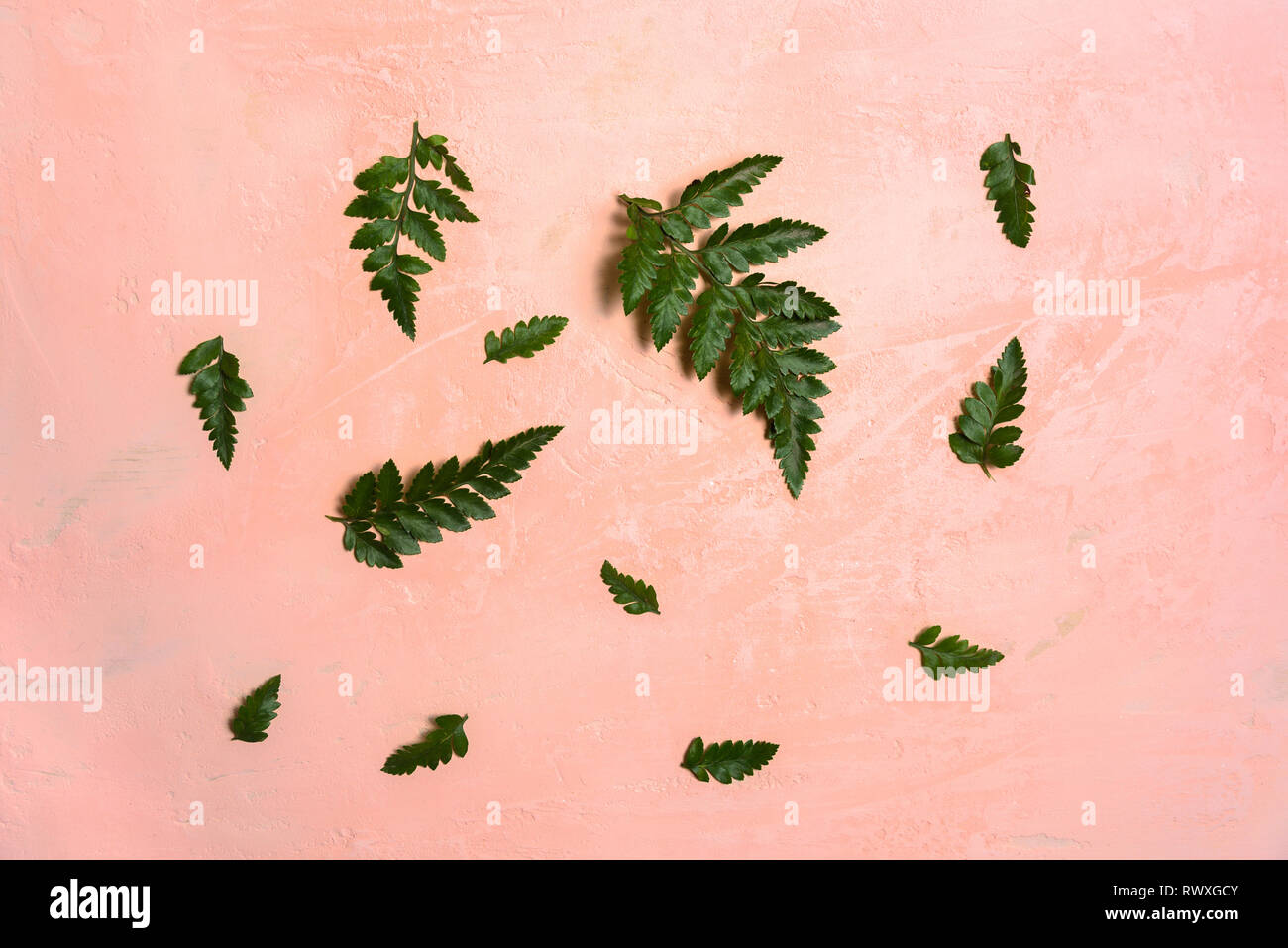 Fern leaves on pastel pink background Stock Photo - Alamy