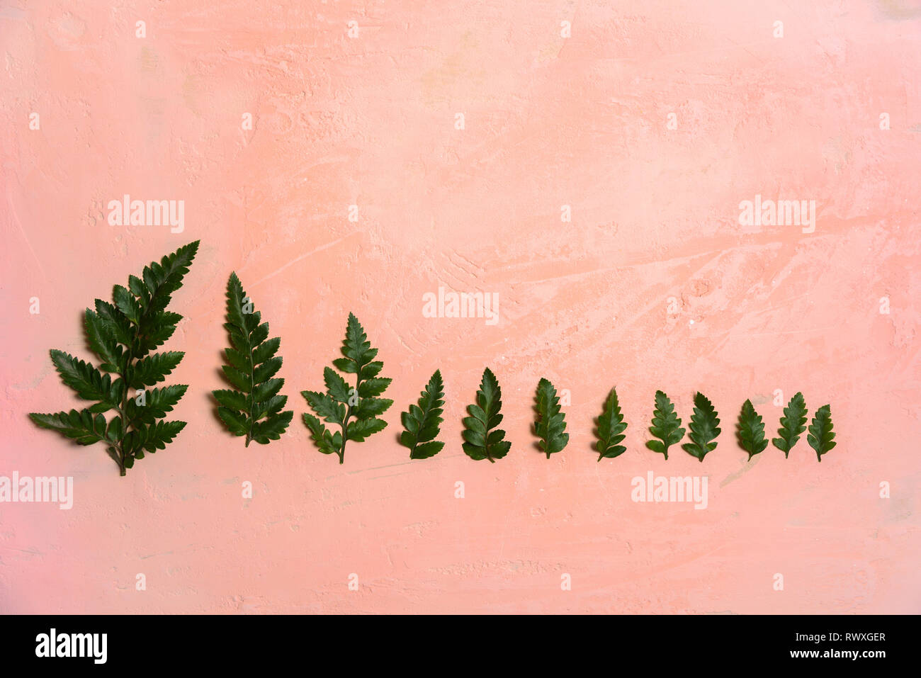 Fern leaves on pastel pink background Stock Photo - Alamy