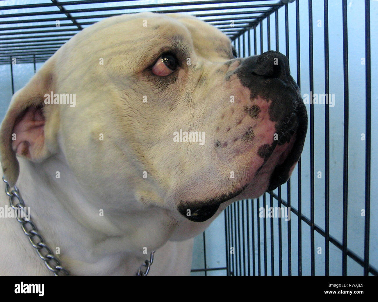 What Size Cage For American Bulldog