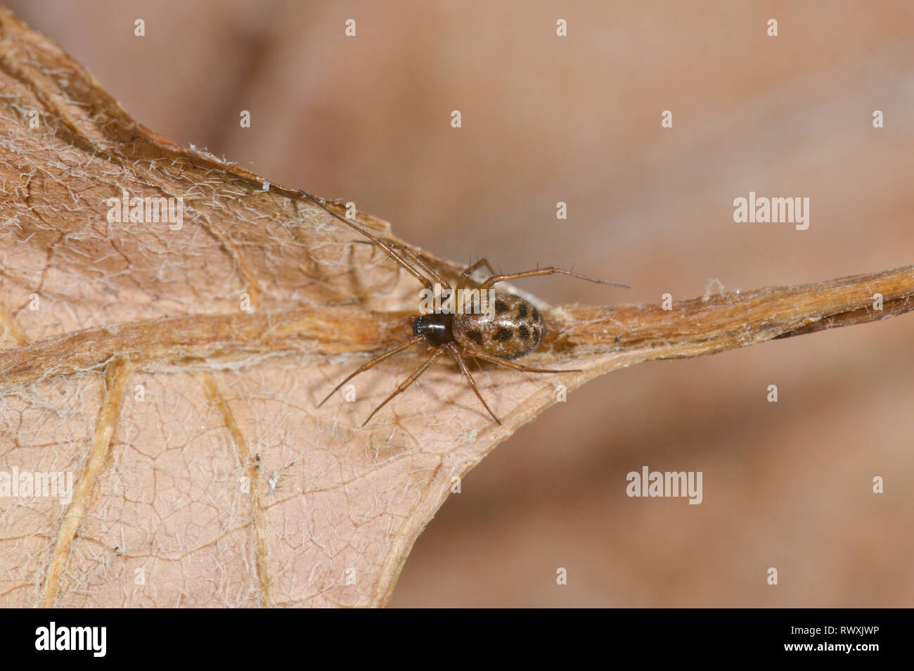 Common Ground weaver Spider (Tenuiphantes tenuis) Female Linyphiid ...