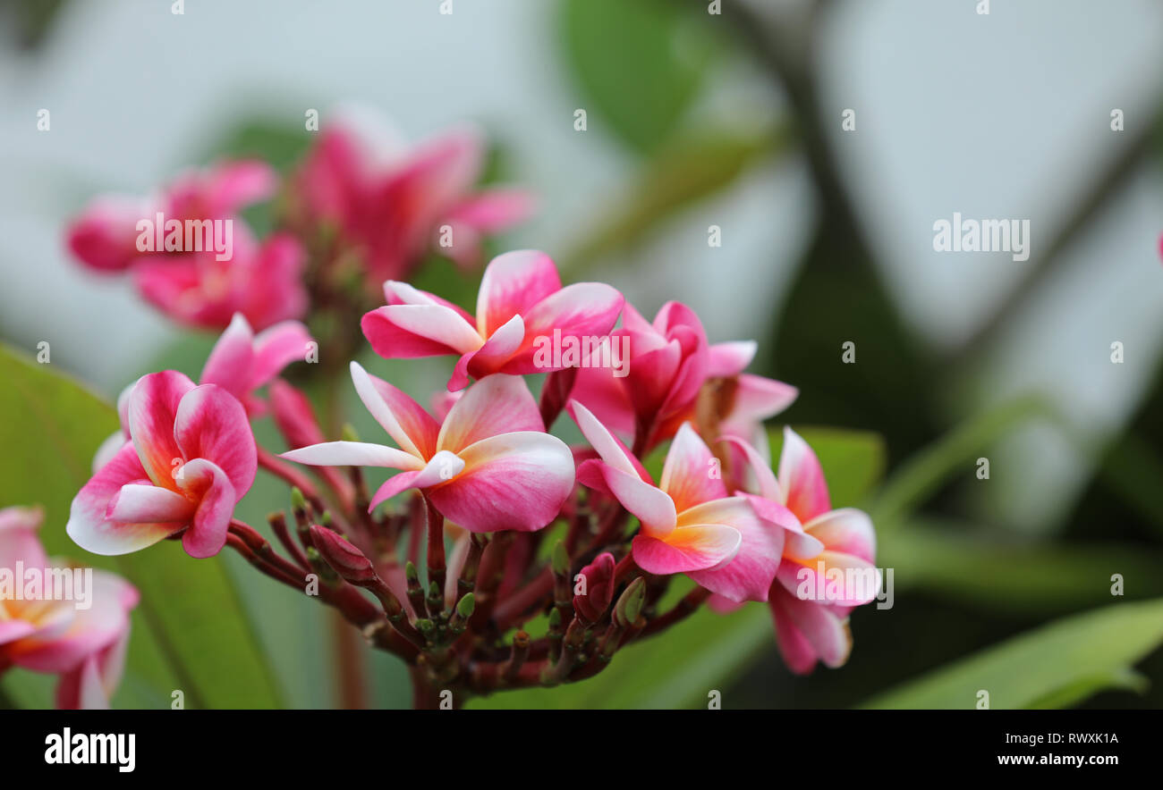 Plumeria species hi-res stock photography and images - Alamy