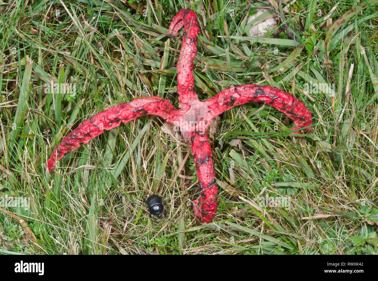 Devil's Fingers or Octopus Stinkhorn Fungus (Clathrus archeri) with ...