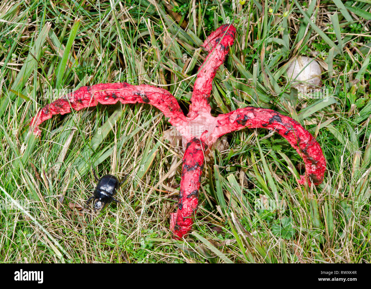 Devil's Fingers or Octopus Stinkhorn Fungus (Clathrus archeri) with ...