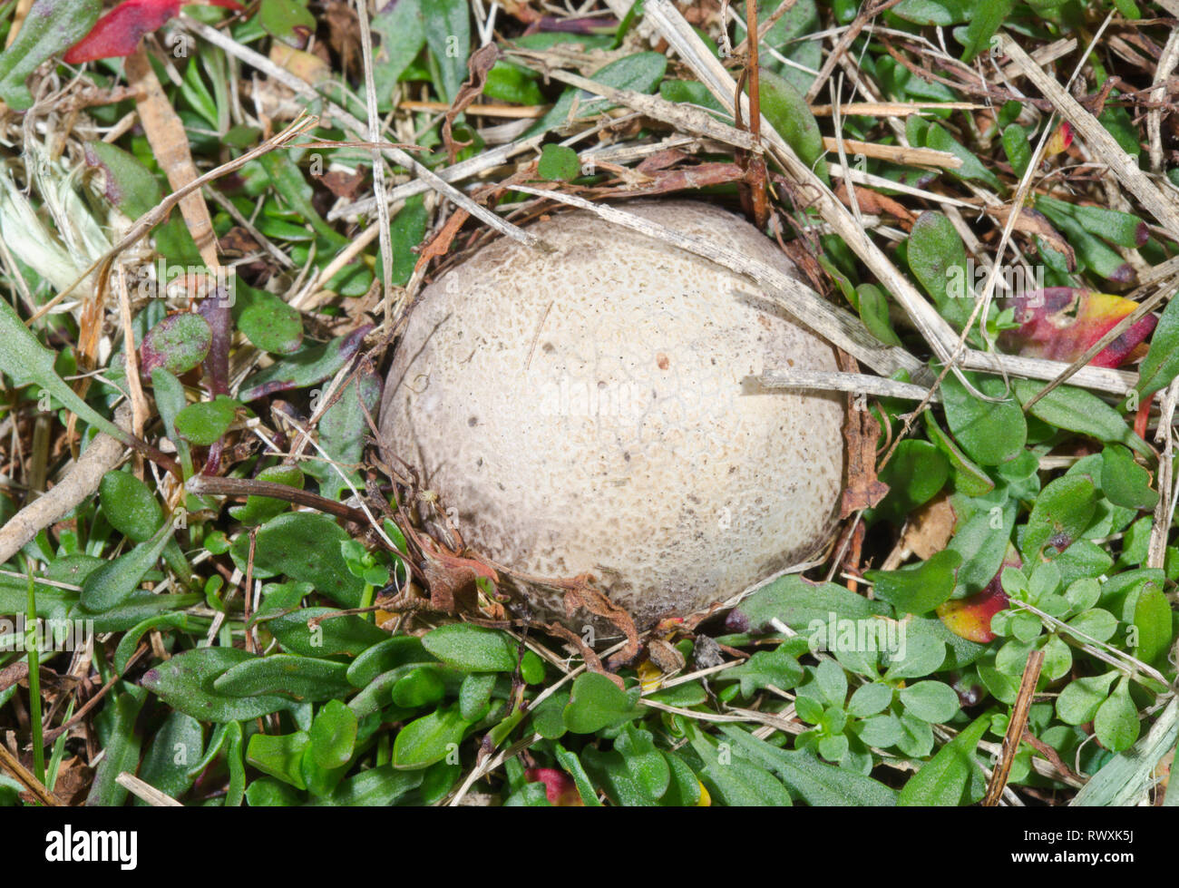Developing Egg of Devil's Fingers or Octopus Stinkhorn Fungus (Clathrus ...