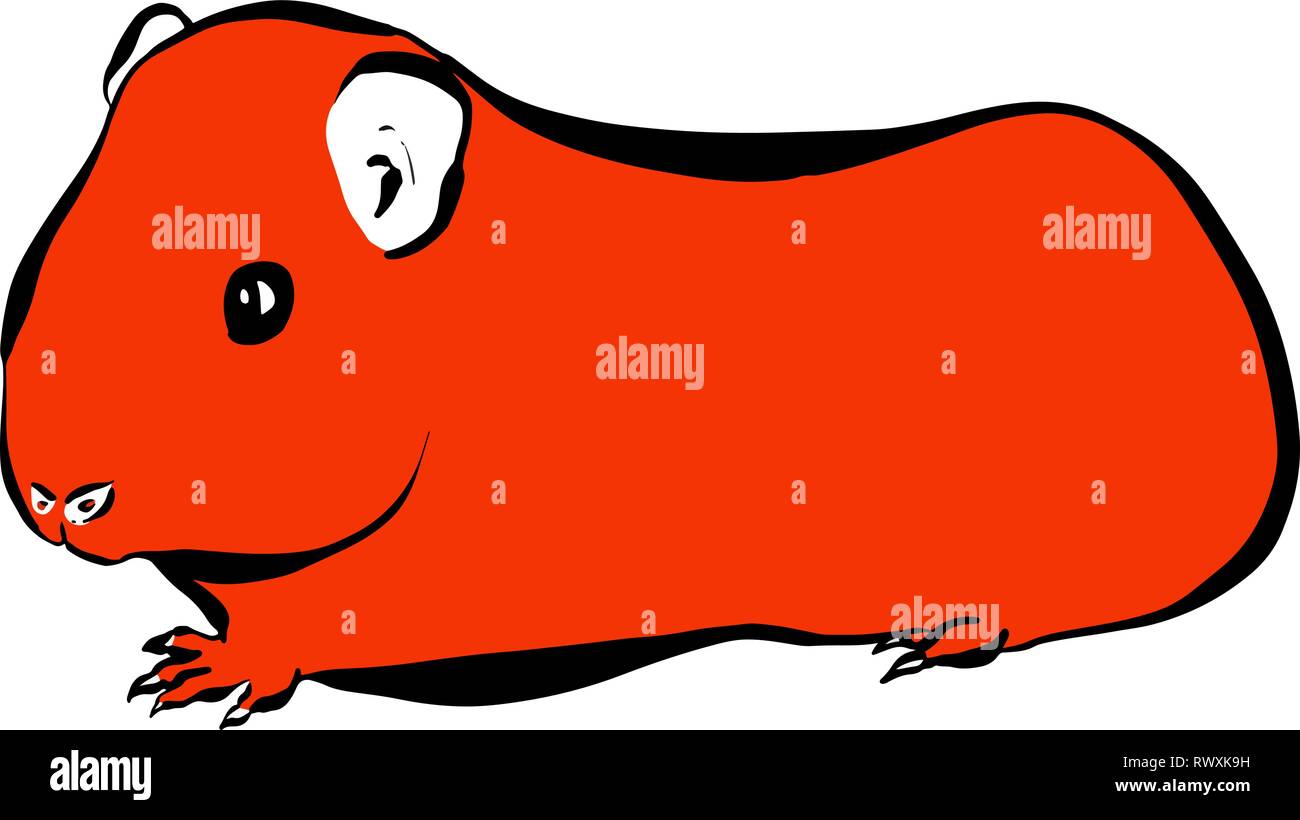 Simple Cartoon Guinea Pig Illustration Vector Stock Vector Image & Art ...