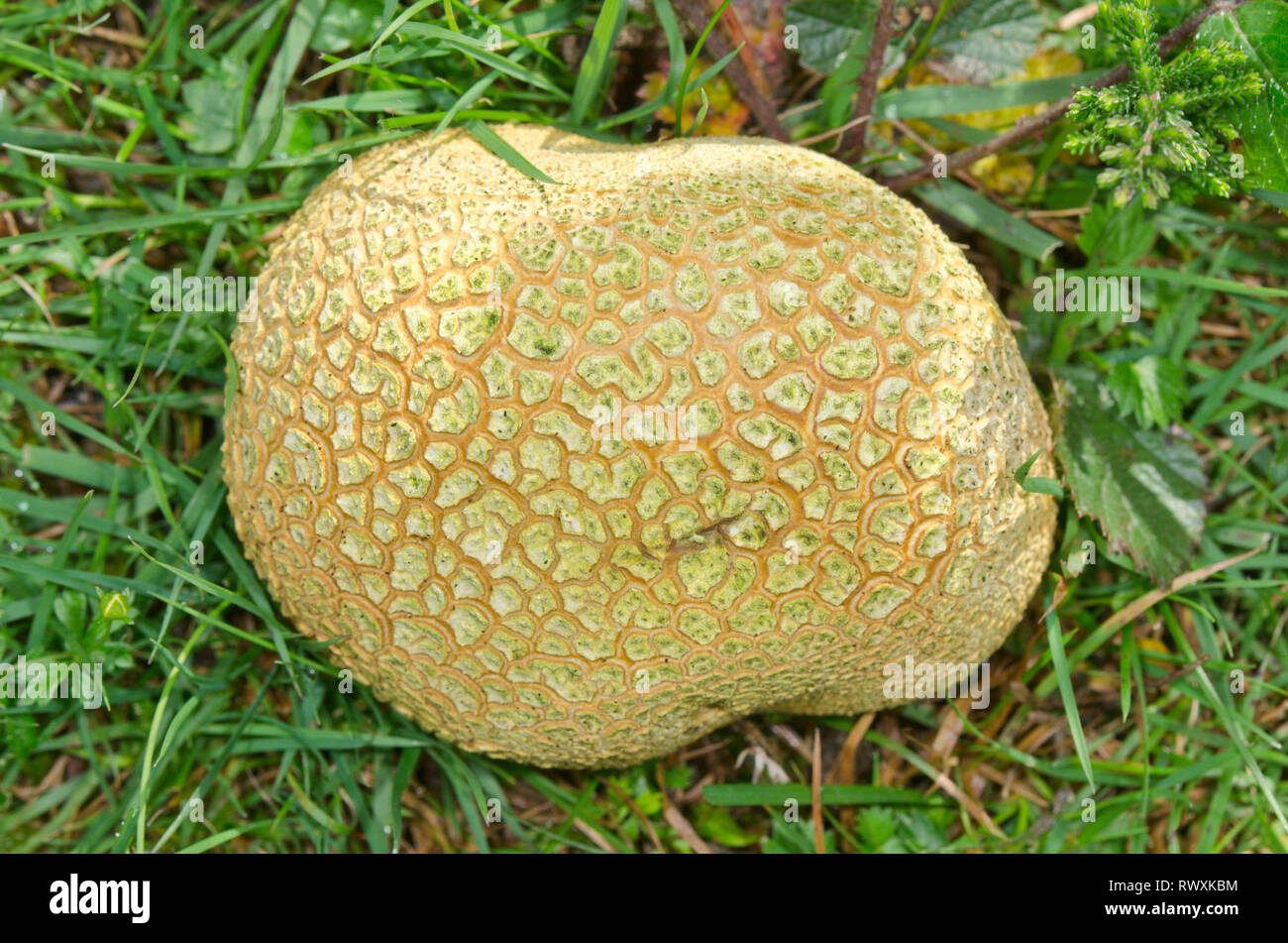 Mature Fruiting Body of Earthball Fungus (Scleroderma citrinum). Sussex ...