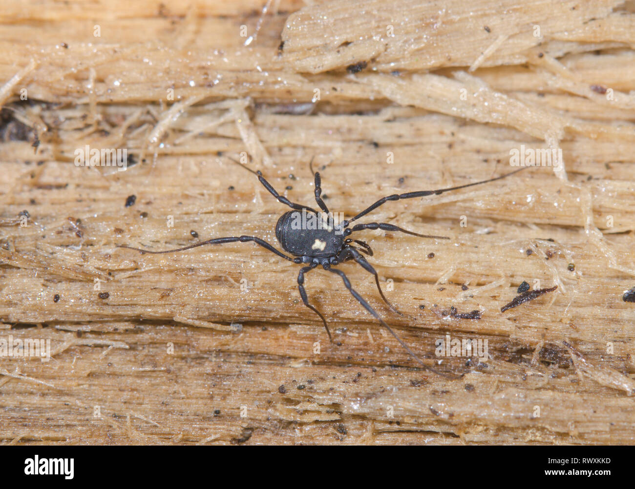 Harvestman (Nemastoma bimaculatum) Opilionidae. Sussex, UK Stock Photo ...