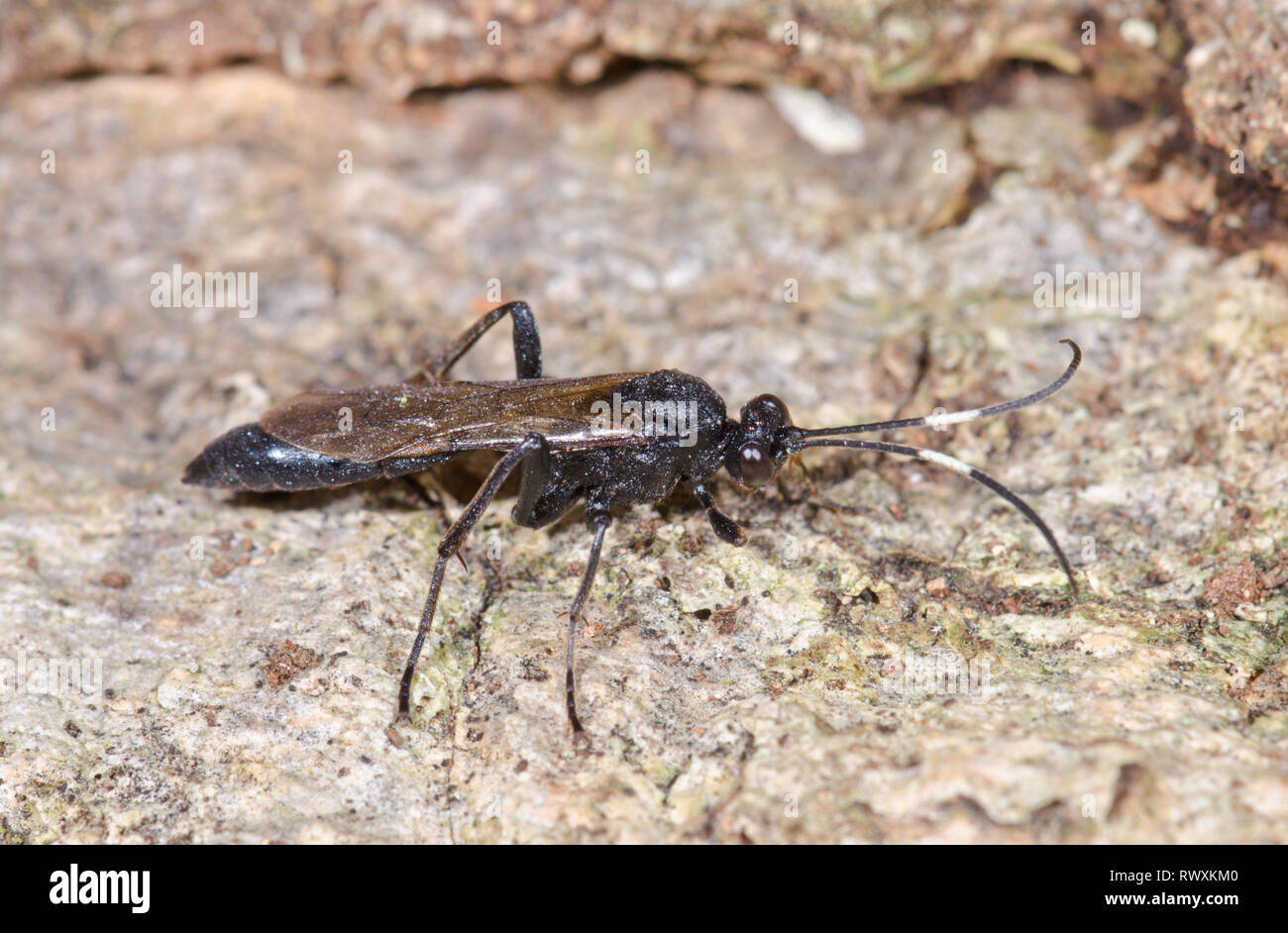 Hibernating Ichneumon Darwin Wasp (Stenichneumon culpator ...