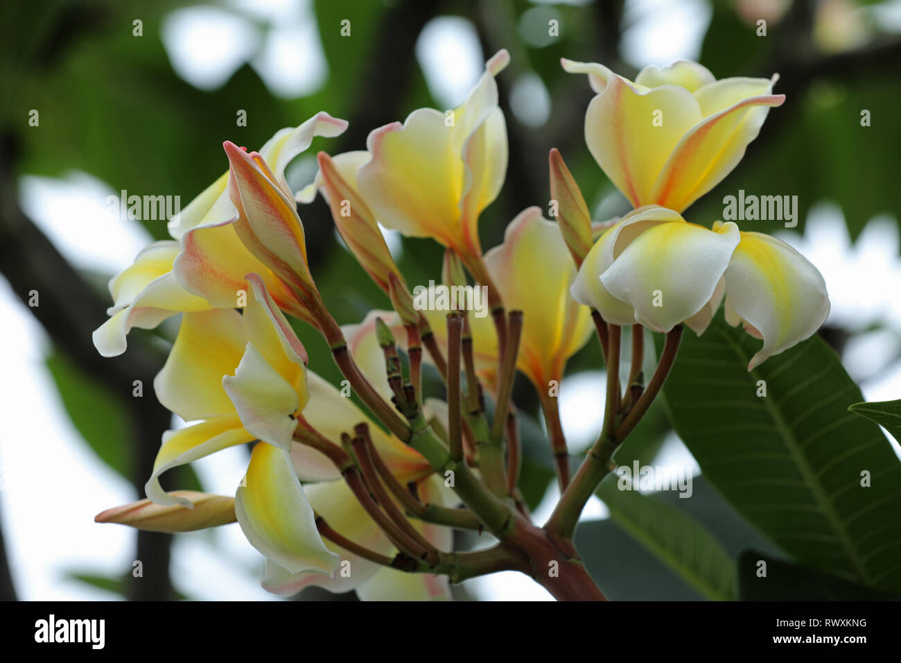 Flor de cebo hi-res stock photography and images - Alamy