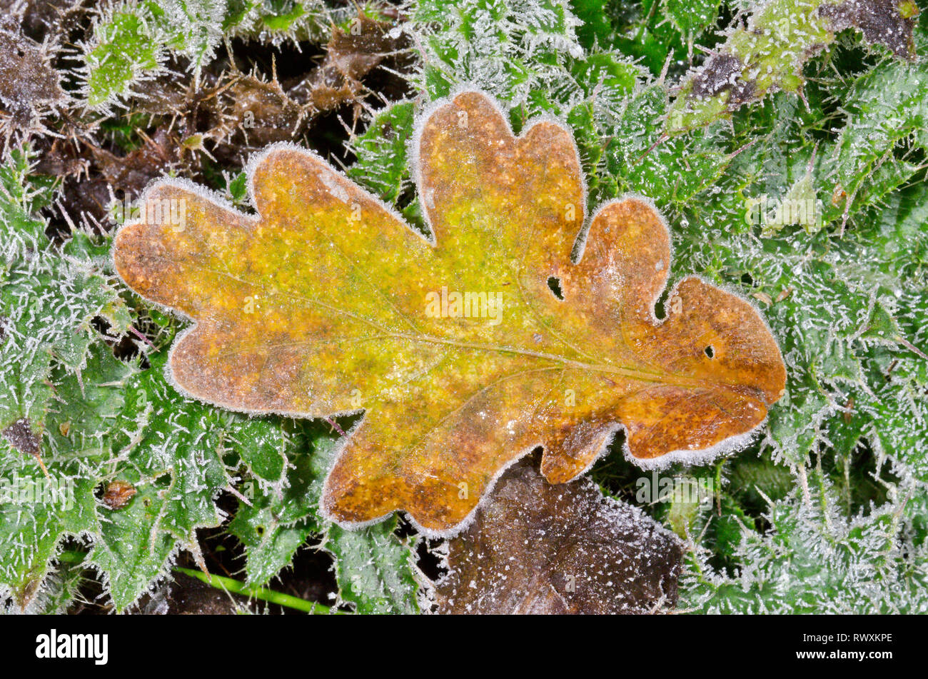 Fallen leaf hi-res stock photography and images - Alamy