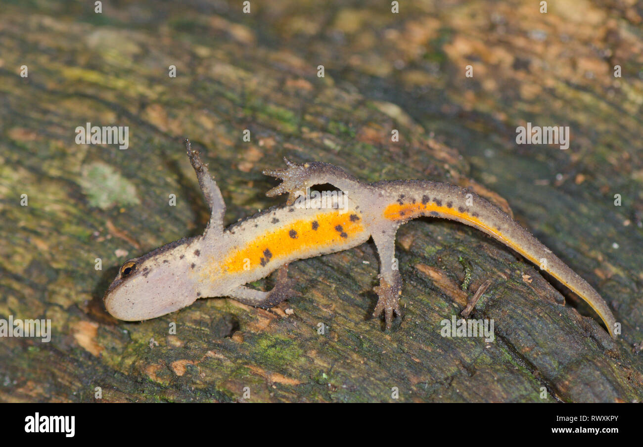 Hibernating newt hi-res stock photography and images - Alamy