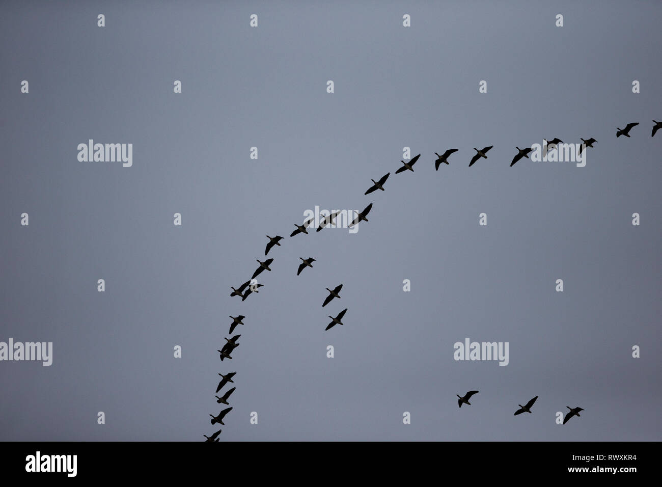 Eurasian White-fronted Goose (Anser albifrons Stock Photo - Alamy