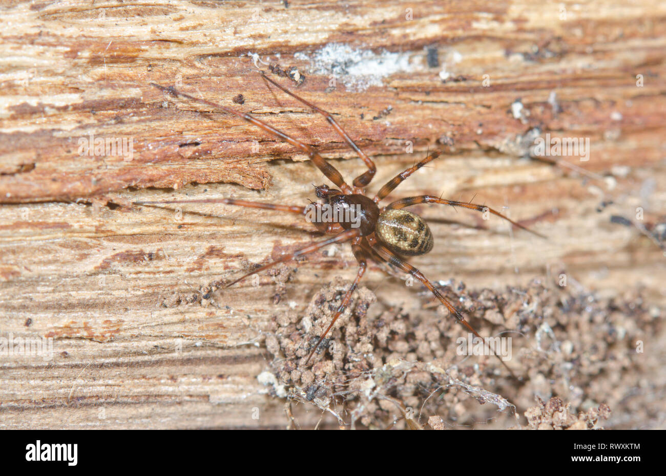 Linyphiid Spider (Lepthyphantes minutus) MALE. Sussex, UK Stock Photo ...