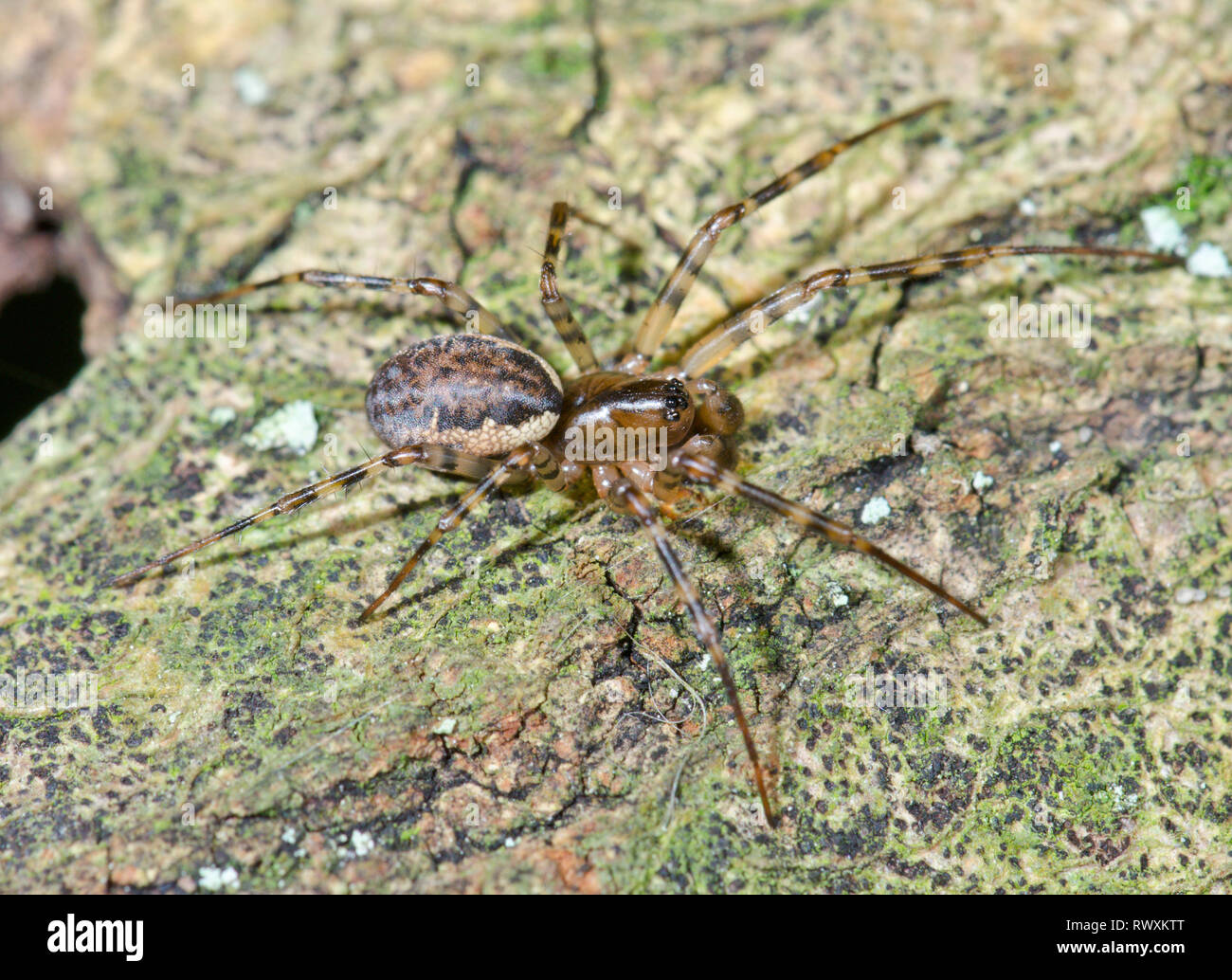 Long in the Tooth Spider (Nereine montana) MALE, Linyphiidae. Sussex ...