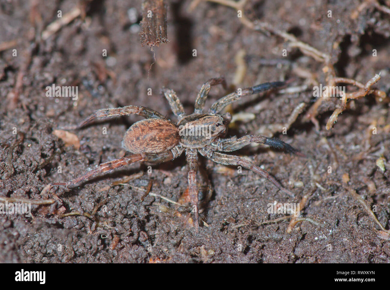 British spiders hi-res stock photography and images - Alamy
