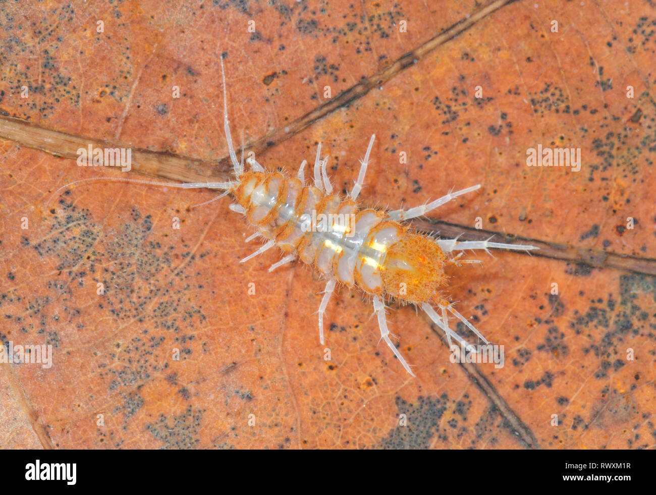 Proasellus meridianus hi-res stock photography and images - Alamy