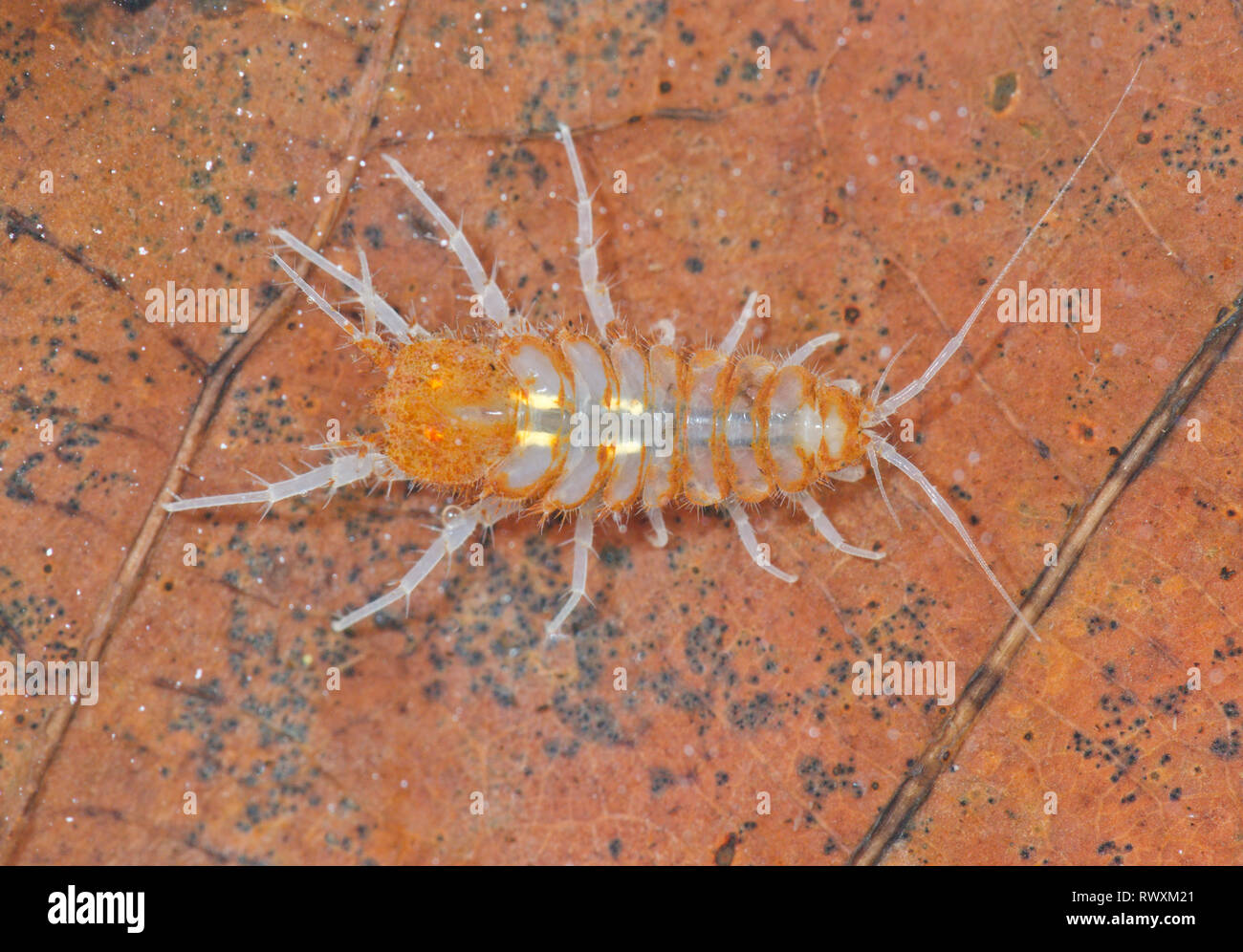 One-spotted Waterlouse or Water-slater Pale ORANGE form (Proasellus ...