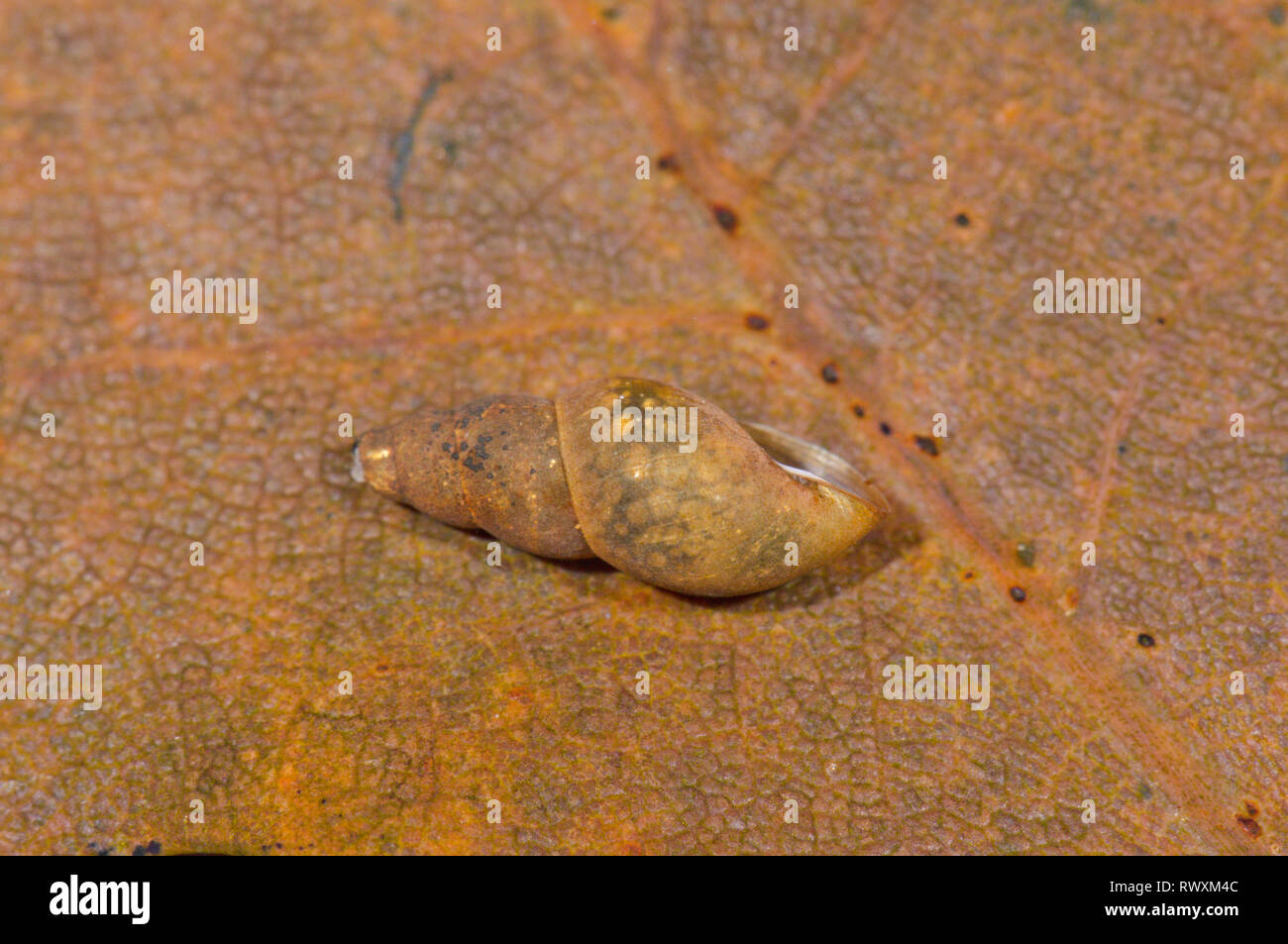 Pond snails hi-res stock photography and images - Alamy