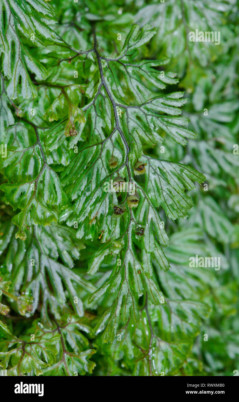 Rare Tunbridge Filmy Ferns in Habitat (Hymenophyllum tunbrigense ...