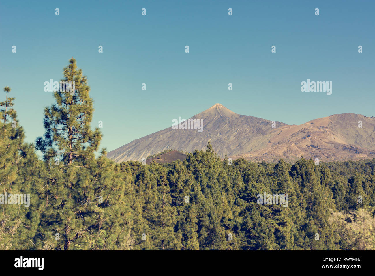 Volcano mountain raising in a distance above pine forest Stock Photo ...