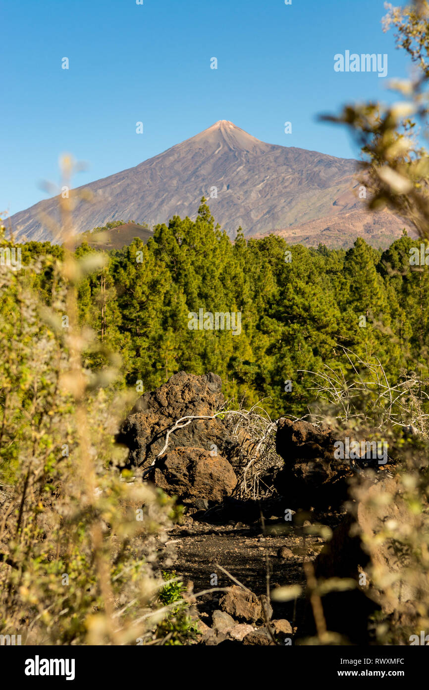 Volcano mountain raising in a distance above pine forest Stock Photo ...